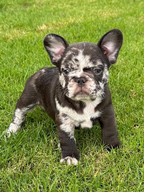 French Bulldog Puppies Male and Female | Dogs & Puppies | Gumtree ...