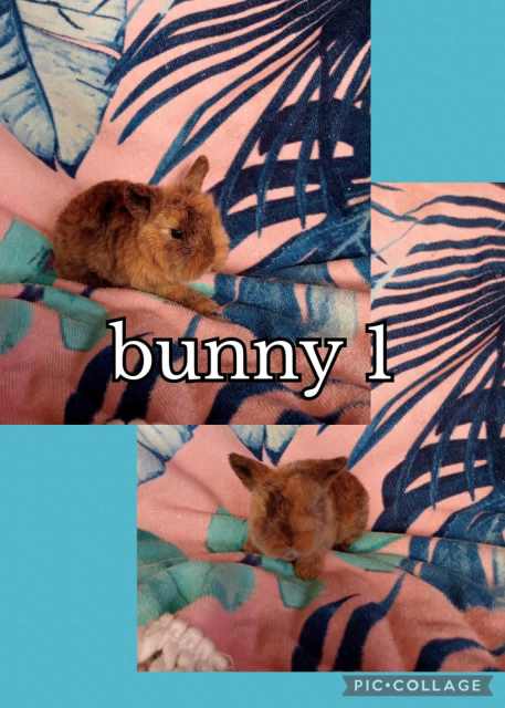 Mini Lop Bunnies Ready On The 1st Of July Rabbits Gumtree Australia Wyndham Area Werribee