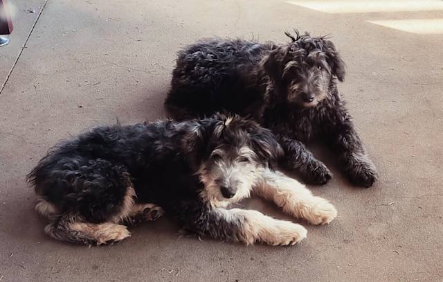 Smithfield Pups | Dogs & Puppies | Gumtree Australia Bathurst City ...