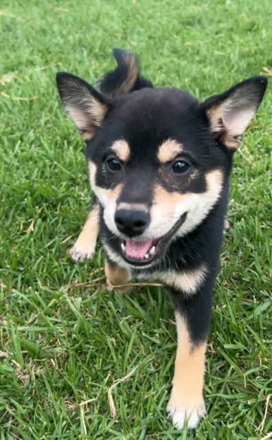 Purebred Japanese Shiba Inu Puppy - Black Female Shiba Pups | Dogs ...