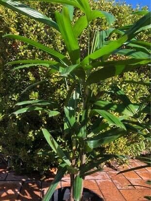 Rhaphis Palm - Lady Finger Palm | Plants | Gumtree Australia Sutherland ...