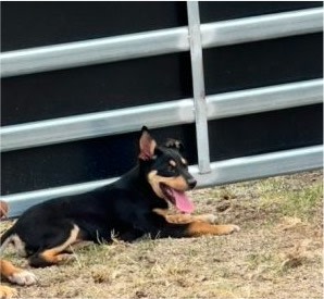 🐶black and tan male kelpie pup 🐶 | Dogs & Puppies | Gumtree Australia ...