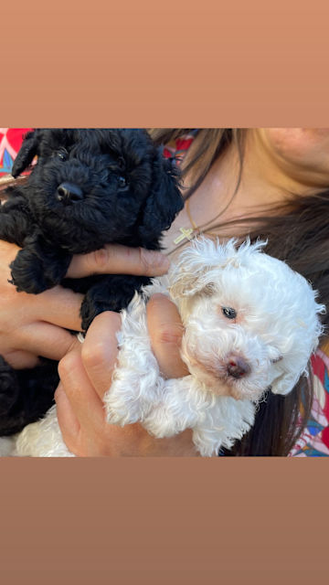 Toy poodle for sale/ Parent DNA tested clear/ price dropped | Dogs ...