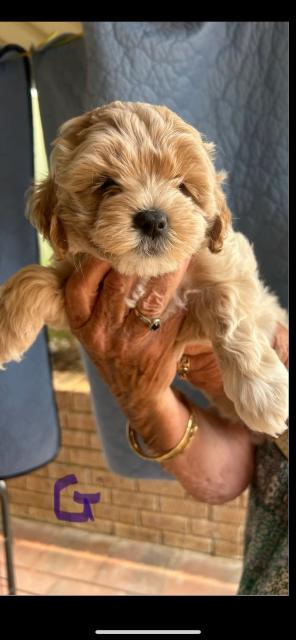Adorable Shmoodle puppies now available | Dogs & Puppies | Gumtree ...
