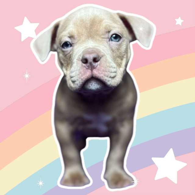 AMERICAN BULLY POCKET BULLIES AMBULLY BULL STAFF STAFFY | Dogs ...