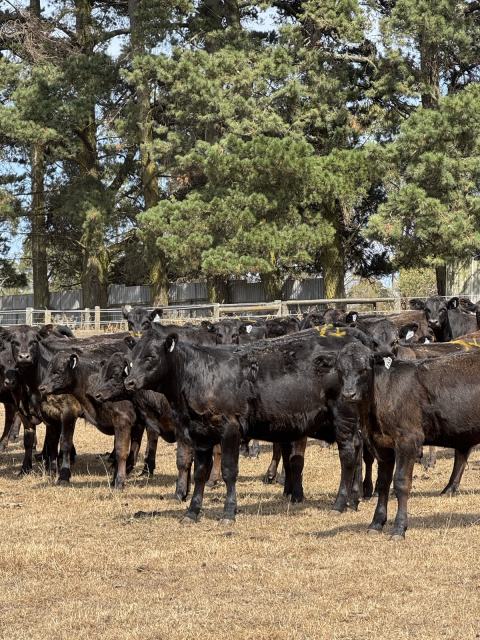 22 Pure Angus Calves, Heifers and Steers | Livestock | Gumtree ...