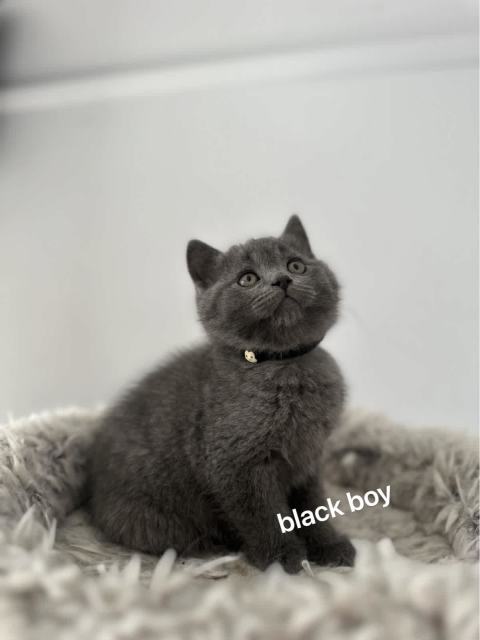 british shorthair kittens | Cats & Kittens | Gumtree Australia Cardinia ...