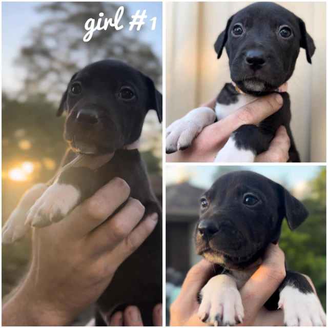 Beautiful American Staffy Puppies | Dogs & Puppies | Gumtree Australia ...