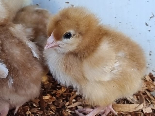 Very Young ISA Brown Pullets (hens/females) - backyard layers ...