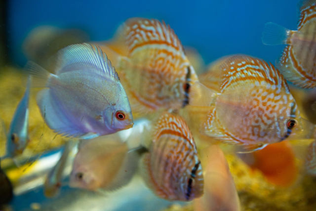 Assorted Discus Sale HIGH QUALITY $29 or 4 for $100 - Buy Fish online ...