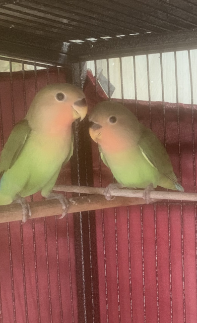 Young Love Birds | Birds | Gumtree Australia Monash Area - Ashwood ...