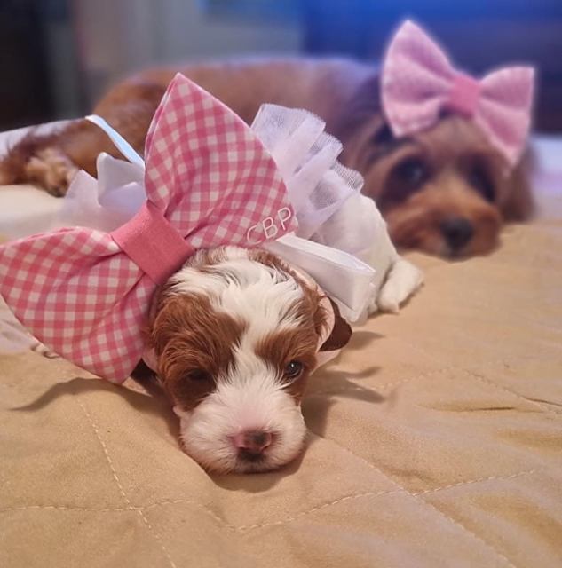 Cavoodle/Theodore MDBA (Master Dog Breeders Association) | Dogs ...