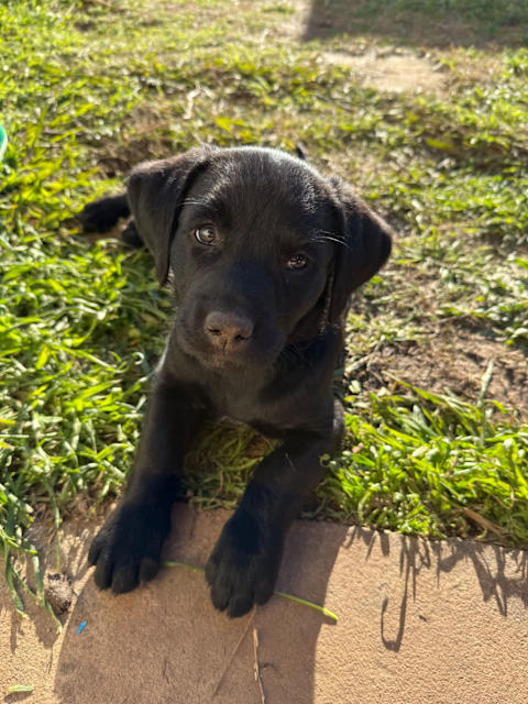 Golden retriever x kelpie pups | Dogs & Puppies | Gumtree Australia ...