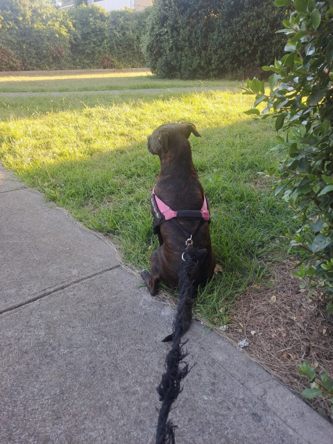 6mo brindle am staff X pitty | Other Pet Services | Gumtree Australia ...