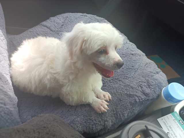 Cute white Moodle Girl*** Ready Now NEG. | Dogs & Puppies | Gumtree ...