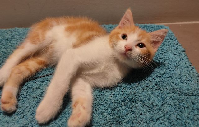 Gorgeous Kittens Turkish Angora,Tortoiseshell,White Fluffy | Cats ...