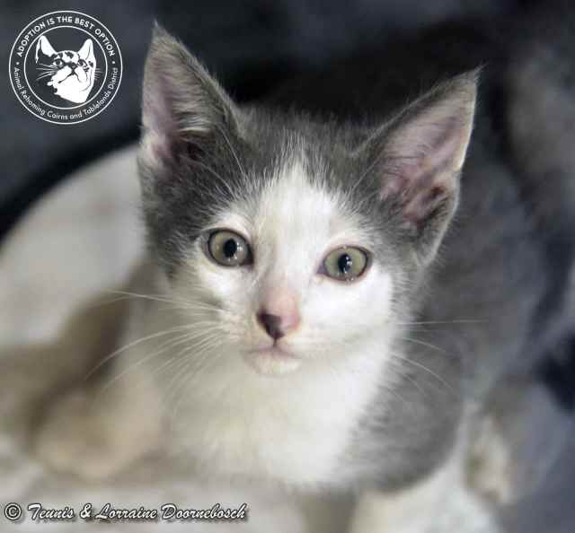 Poppet is adventurous | Cats & Kittens | Gumtree Australia Tablelands ...