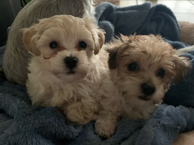 Mini Moodle x Puppies | Dogs & Puppies | Gumtree Australia Parkes Area ...