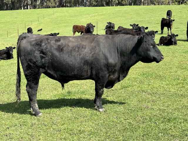 Black angus bull forsale or lease | Livestock | Gumtree Australia ...
