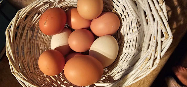 Fertile Chicken Eggs $20 per doz. | Livestock | Gumtree Australia ...