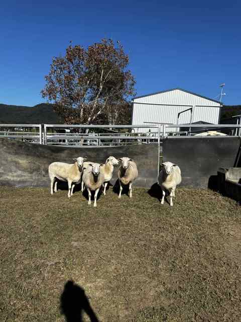 Aussie White Ewes Sheep | Livestock | Gumtree Australia Cessnock Area ...