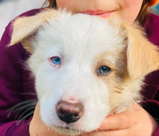 Border Collie Puppies ~ VIEWINGS THIS WEEKEND | Dogs & Puppies ...