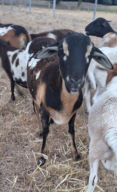 Harlequin Miniature Meat Sheep EWES | Livestock | Gumtree Australia ...