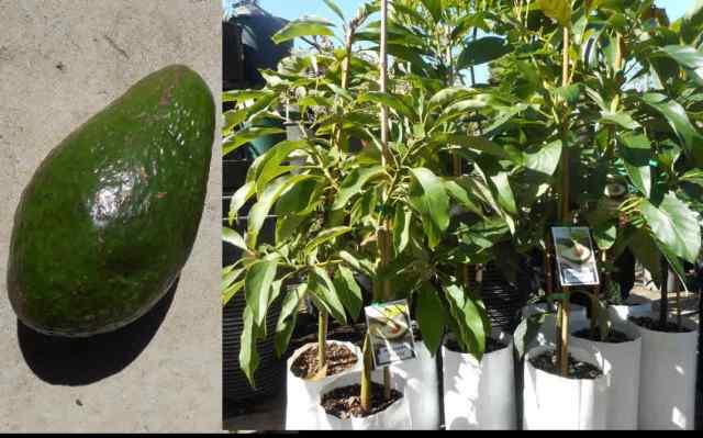 Grafted Avocado trees, Hass, Reed, Wurtz, Bacon, etc - Plants in ...
