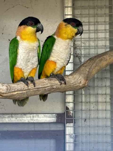 Black-headed Caique breeding pair | Birds | Gumtree Australia Hobsons Bay Area - Altona North ...