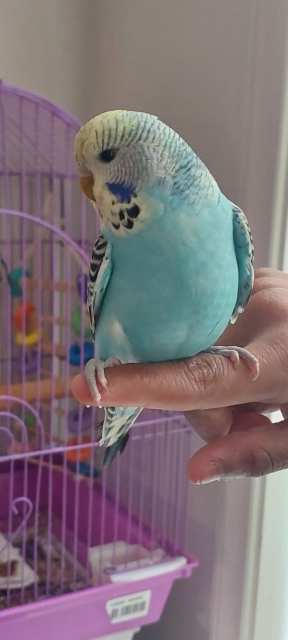 5 weeks old baby budgies and hand tamed baby budgies | Birds | Gumtree ...