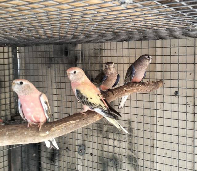 Bourke parrots for sale | Birds | Gumtree Australia Great Lakes Area ...