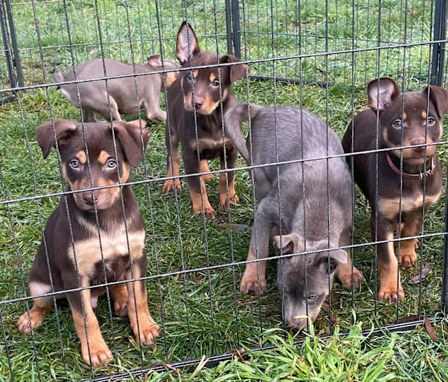 Purebred Kelpie Puppies | Dogs & Puppies | Gumtree Australia Oberon ...