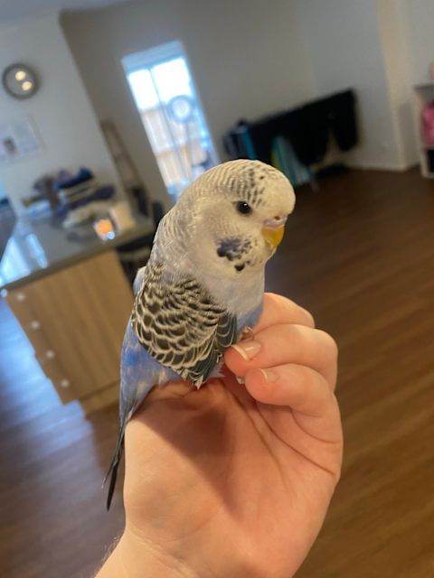 Hand Tamed Baby Blue English Budgie | Birds | Gumtree Australia Melton ...
