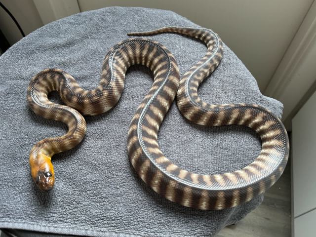 Woma Python | Reptiles & Amphibians | Gumtree Australia Stirling Area ...