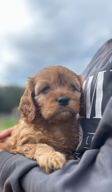 Toy/Mini Cavoodle puppies ready to go now | Dogs & Puppies | Gumtree ...