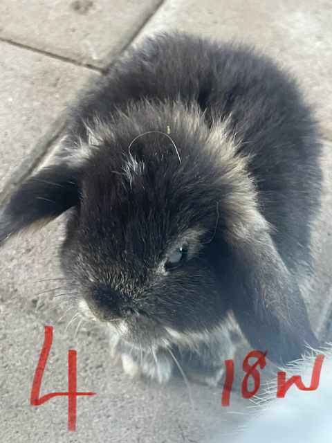 Baby Bunnies #ALL GONE PENDING COLLECTION | Rabbits | Gumtree Australia ...