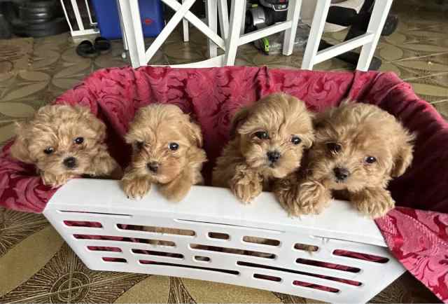 Moodle pup’s females | Dogs & Puppies | Gumtree Australia Penrith Area ...