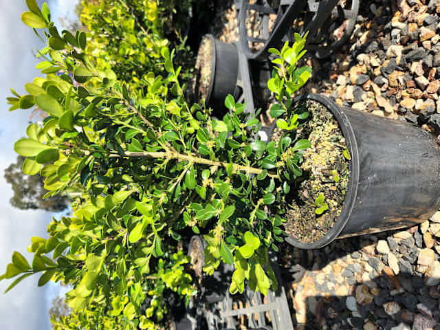Japanese Box Hedge / Buxus japonica | Plants | Gumtree Australia ...