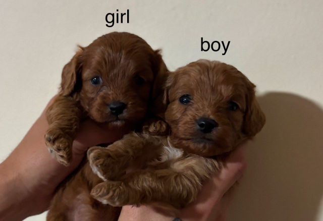 first generation cavoodle ruby reds soft fleece wavy coats | Dogs ...