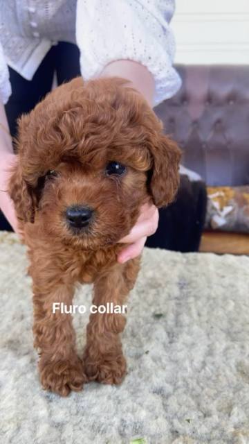 Red mini Cavoodle puppies 3 boys | Dogs & Puppies | Gumtree Australia ...