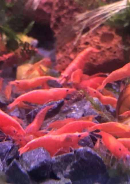 shrimp red yellow blue | Fish | Gumtree Australia Caboolture Area ...