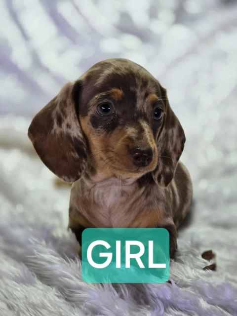 Beautiful Mini Dachshund ready to met their new family. | Dogs ...