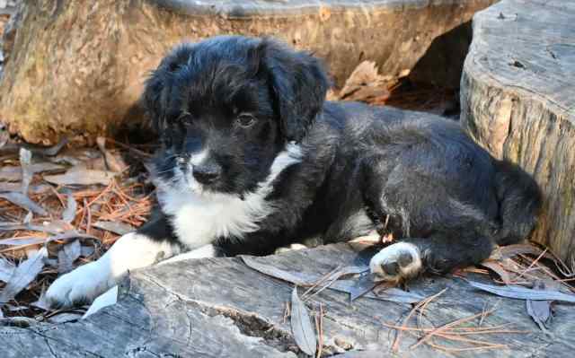 ‘Val’ - Border Collie x Labradoodle Puppy (Price reduced. Will neg ...