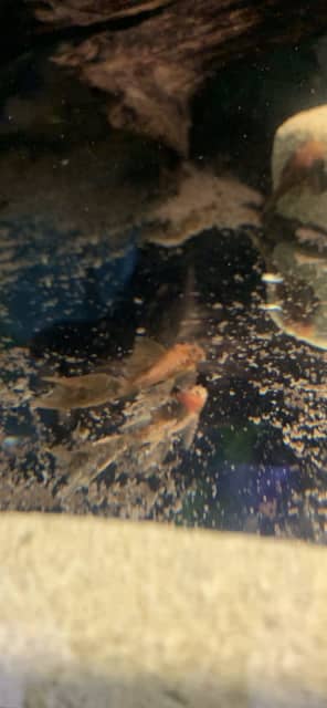 Super Red Calico, Super Red, Calico LF, LF/S Fin Alb/Com, Peppermint ...