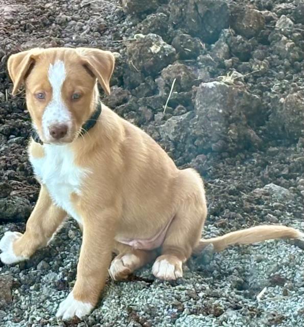 Purebred Kelpie Pup | Dogs & Puppies | Gumtree Australia Southern Downs ...