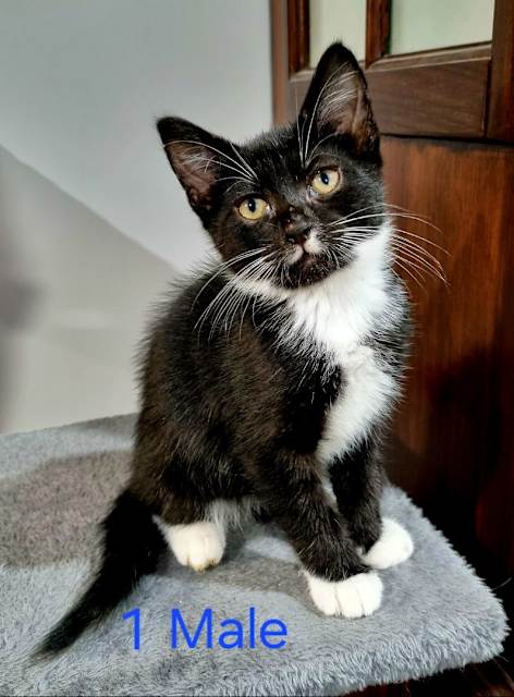 4 Kittens born 05/04/25 Siamese X Mum, Russian Blue X Dad. | Cats ...