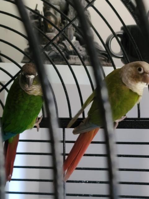 Breeding Pair of Green Cheek Conures | Birds | Gumtree Australia Yarra ...