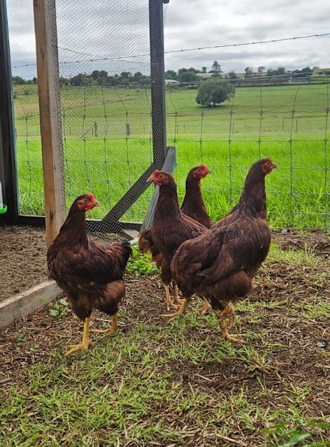 4 x Pure RhodeIsland Red Roosters | Livestock | Gumtree Australia ...