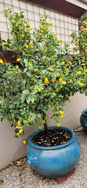 Finger lime tree in beautiful ceramic pot - Plants in Kingsley WA ...