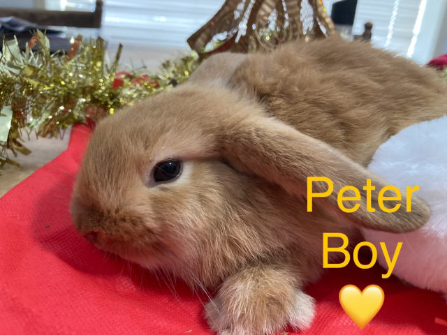 Very tame hand raised baby mini-lop rabbits | Rabbits | Gumtree ...